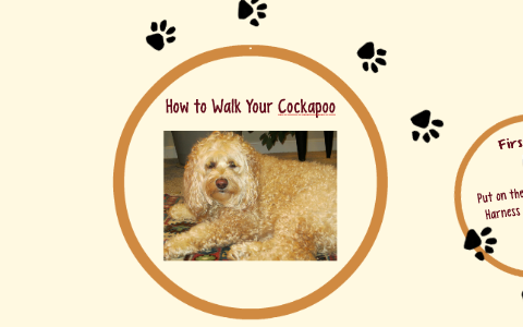 How to Walk Your Cockapoo by Anne Pius on Prezi