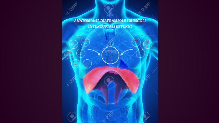 ANATOMIA: IL DIAFRAMMA E I MUSCOLI INTERCOSTALI ESTERNI by Luca Garzone ...