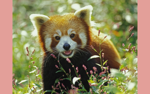 Red Pandas Animal Adaptations by Alyssa Wood on Prezi