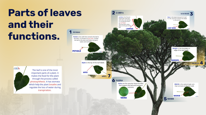 Parts of leaves and their functions. by Arian mae olila on Prezi