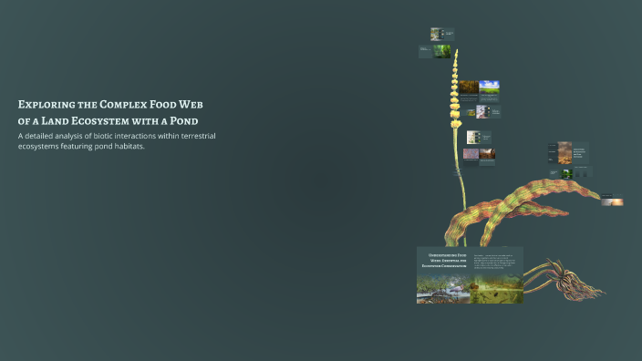 Exploring the Complex Food Web of a Land Ecosystem with a Pond by Lia ...