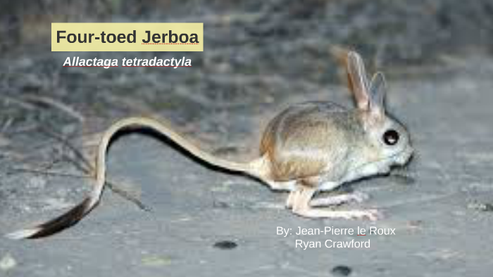Four-toed Jerboa by Jean-Pierre le Roux on Prezi