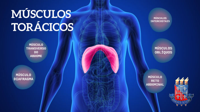Músculos Torácicos by Beatriz Machado on Prezi