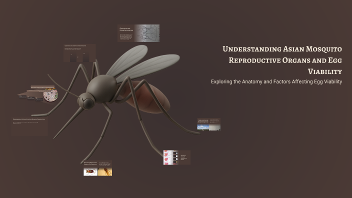 Understanding Asian Mosquito Reproductive Organs and Egg Viability by ...