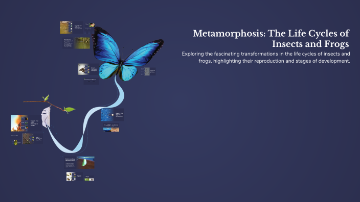 Metamorphosis: The Life Cycles of Insects and Frogs by Mark John ...
