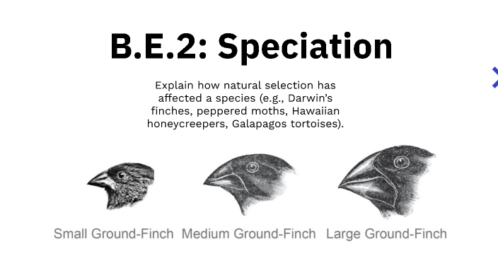 Natural Selection - Darwin's Finches by Erin Strickler on Prezi