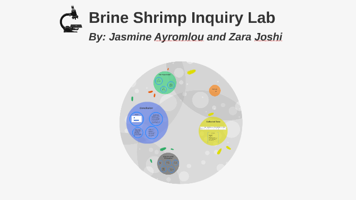 Brine Shrimp Inquiry Lab by Zara J on Prezi