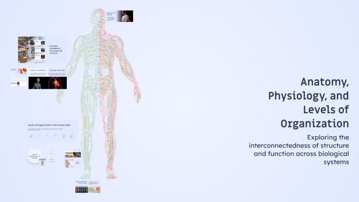 Anatomy, Physiology, and Levels of Organization by Tammy Blobaum on Prezi