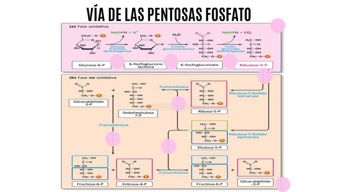 Vía de las pentosas fosfato by María Luisa Gavrilei on Prezi