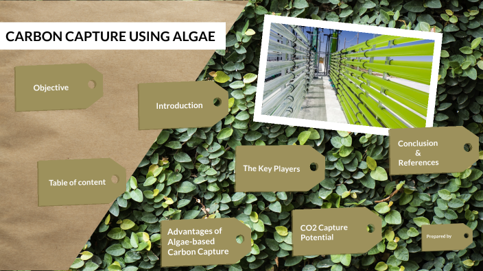 Carbon capture using ALGAE by Osama Ketat on Prezi