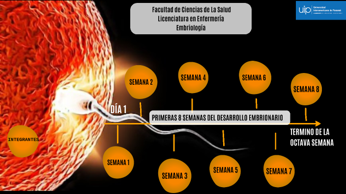PERIODO EMBRIONARIO by Yarlim De Gracia on Prezi PERIODO EMBRIONARIO by Yarlim De Gracia on Prezi