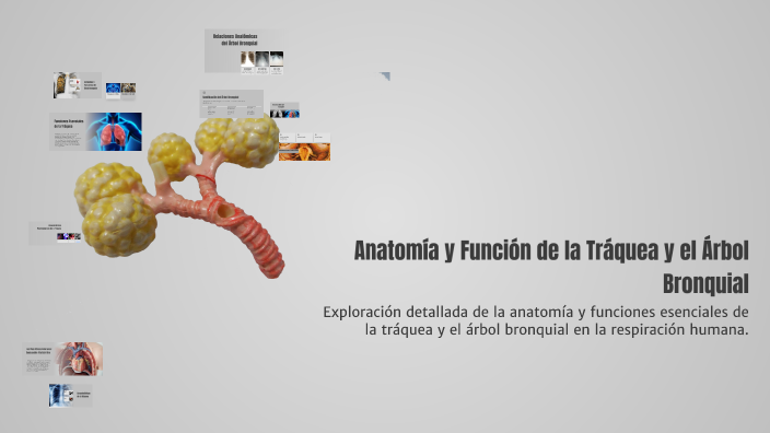 Anatomía y Función de la Tráquea y el Árbol Bronquial by Maria ...