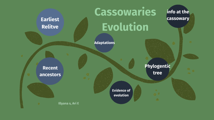 Cassowaries Evolution (Animal evolution project by hope steiner on Prezi