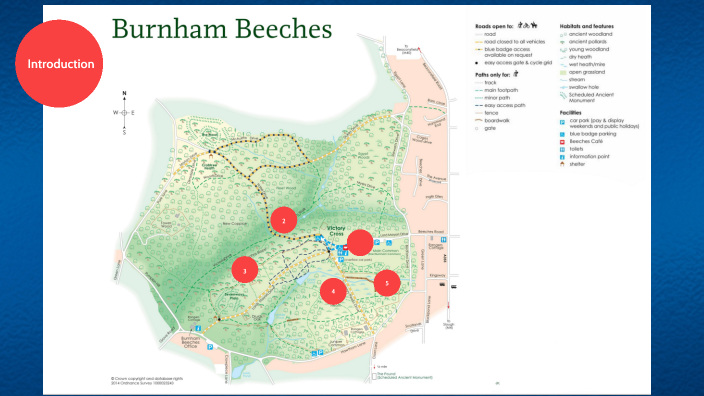 Burnham Beeches Living Map by Connor Armit on Prezi