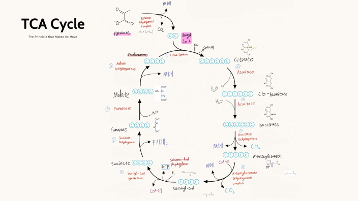 TCA Cycle by 학부생 최윤영 on Prezi