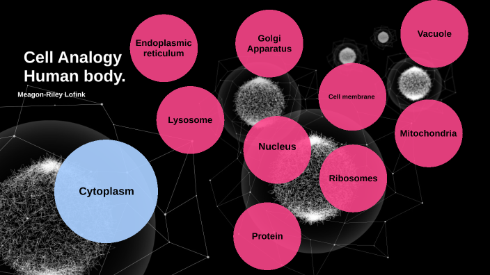 Cell Analogy Human body comparison by Meagon-Riley Lofink on Prezi