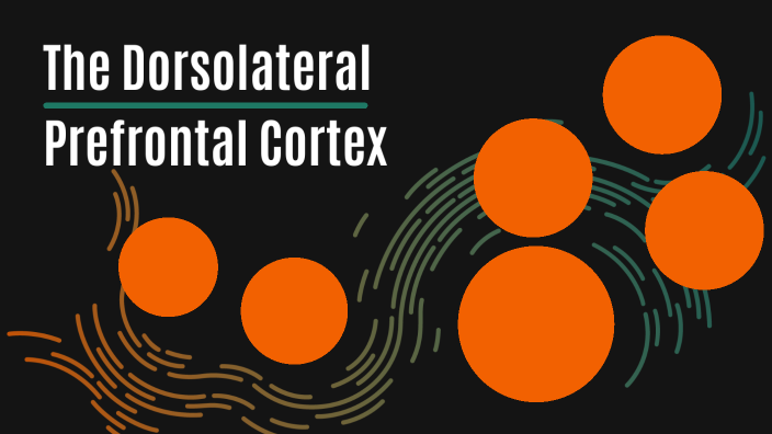 The Dorsolateral Prefrontal Cortex by Joshua Shah on Prezi