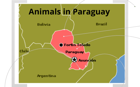 Animals in Paraguay by Sinae Kim on Prezi