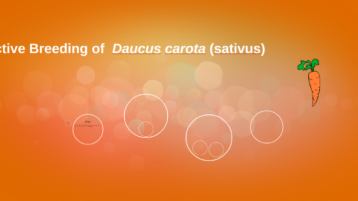 Selective Breeding of Carrots by Taylor Van Stiphout on Prezi