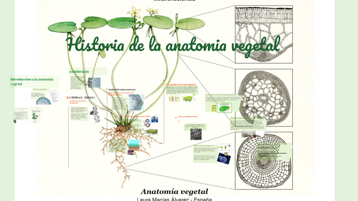 Historia de la anatomia vegetal by Jennyfer Rodriguez on Prezi