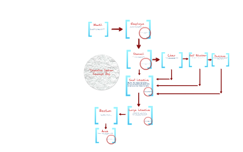 Digestive System Concept Map. by Kiana Danielle on Prezi