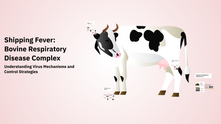 Shipping Fever: Dangerous Cattle Disease by Mikayla Chute on Prezi