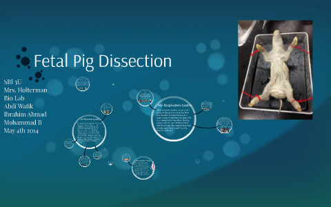 Pig Dissection by Ibrahim Ahmad on Prezi
