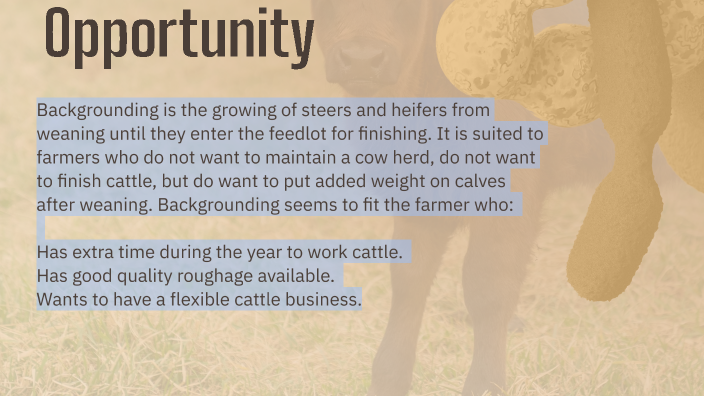 Backgrounding Calves by Darison Ruddick on Prezi