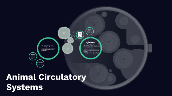 Animal Circulatory Systems by Ian Kohli on Prezi
