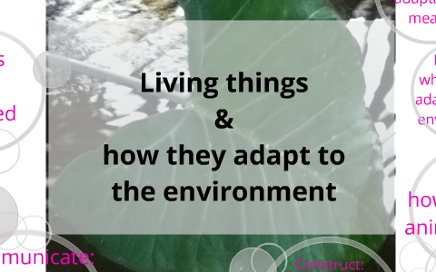 Living things & how they adapt to the environment by leanne rehbein on ...