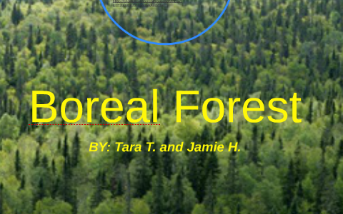 Boreal Forest by Tara Templeton on Prezi