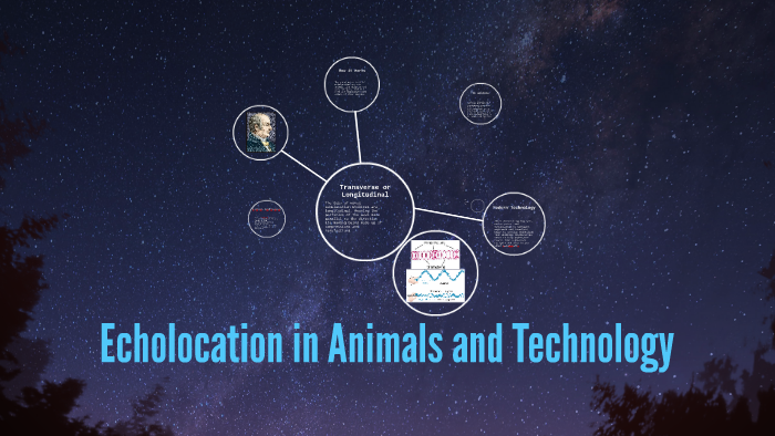 Echolocation in Animals and Technology by alexis young on Prezi