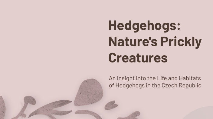 Hedgehogs: Nature's Prickly Creatures by karolína habartová on Prezi