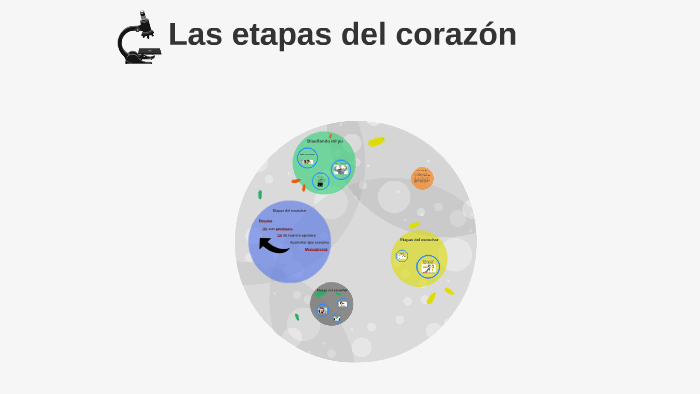 Las etapas del corazón by Chayi mtz on Prezi