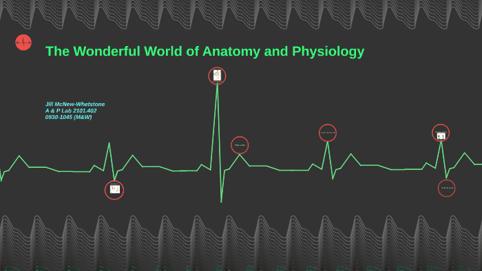 The Wonderful World of Anatomy and Physiology by Jill McNew-Whetstone ...