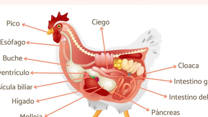 anatomia y fisiologia en gallina by Freddy Roach on Prezi