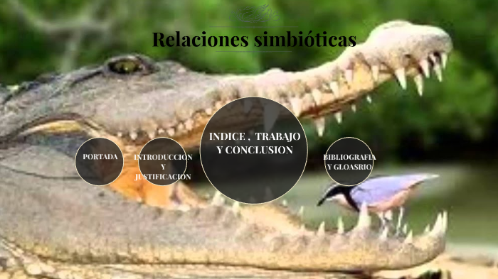 RELACIONES SIMBIOTICAS by jose orea on Prezi