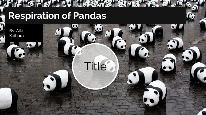 respiration of pandas by Aila Kaibara on Prezi