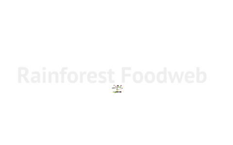 Rainforest Foodweb by Shai Genis on Prezi