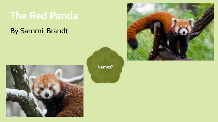 Red Panda by Samantha Brandt on Prezi
