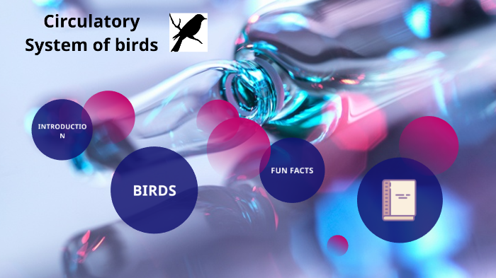 CIRCULATORY SYSTEM OF BIRDS by Maria Paula Garcia Velandia on Prezi
