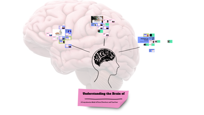 Understanding the Brain by Ava Huffman on Prezi