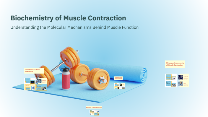 Biochemistry of Muscle Contraction by Kcichocki 79 on Prezi