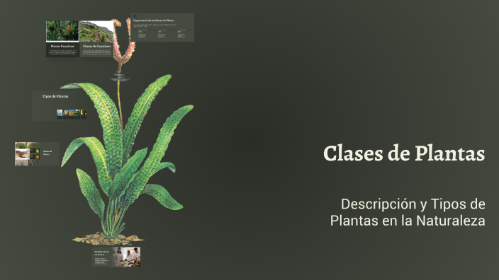 Clases de Plantas by MARTHA QUISPE CONDORI on Prezi