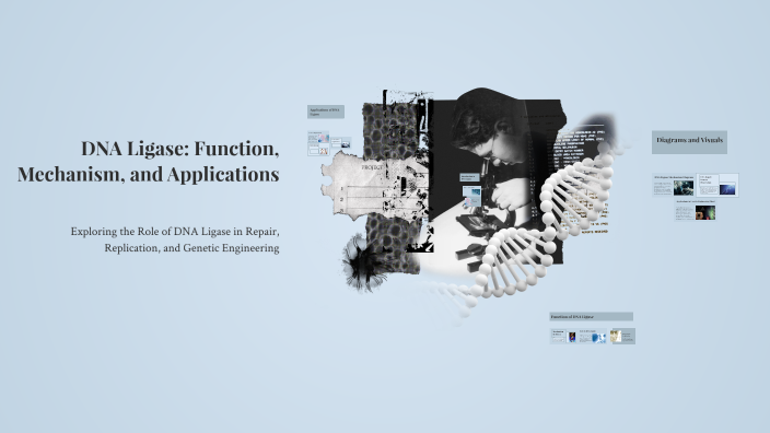 DNA Ligase: Function, Mechanism, and Applications by Marwan Mohamed on ...
