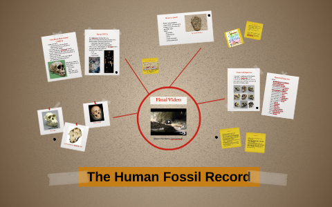 The Human Fossil Record by Emily Jurgerson on Prezi