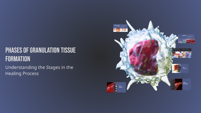 Phases of Granulation Tissue Formation by YOGA SREE.M on Prezi