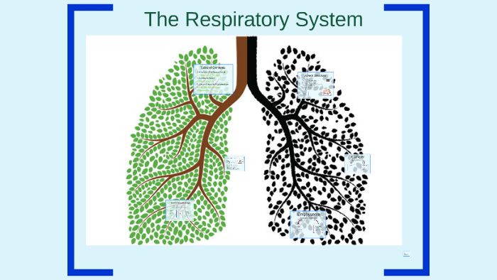 Gaseous Exchange and the Respiratory System by Ayo G. on Prezi