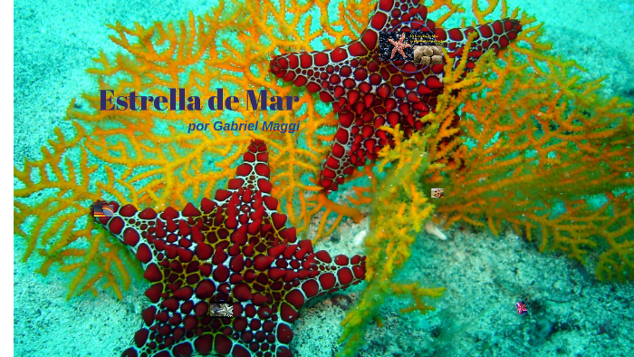 Estrella de Mar by Bethany Maggi on Prezi
