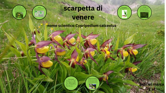 scarpetta di venere by gabriel marca on Prezi